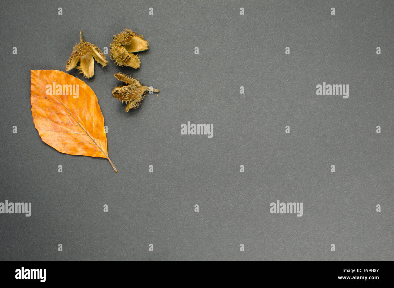 Fall decoration of leaf and cones from a beech tree Stock Photo - Alamy
