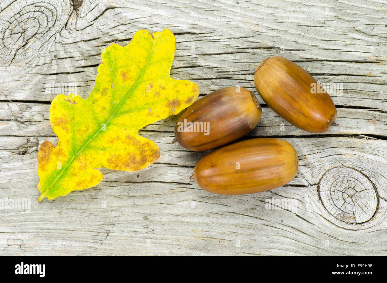 Old oak tree acorns hi-res stock photography and images - Alamy