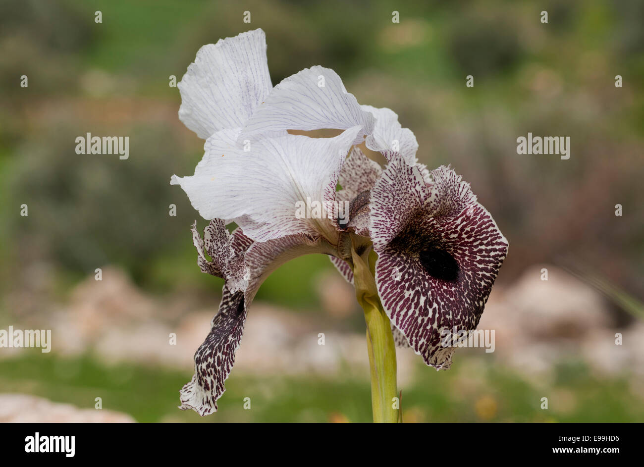 A Jordanian Nazareth Iris in its natural habitat Stock Photo - Alamy