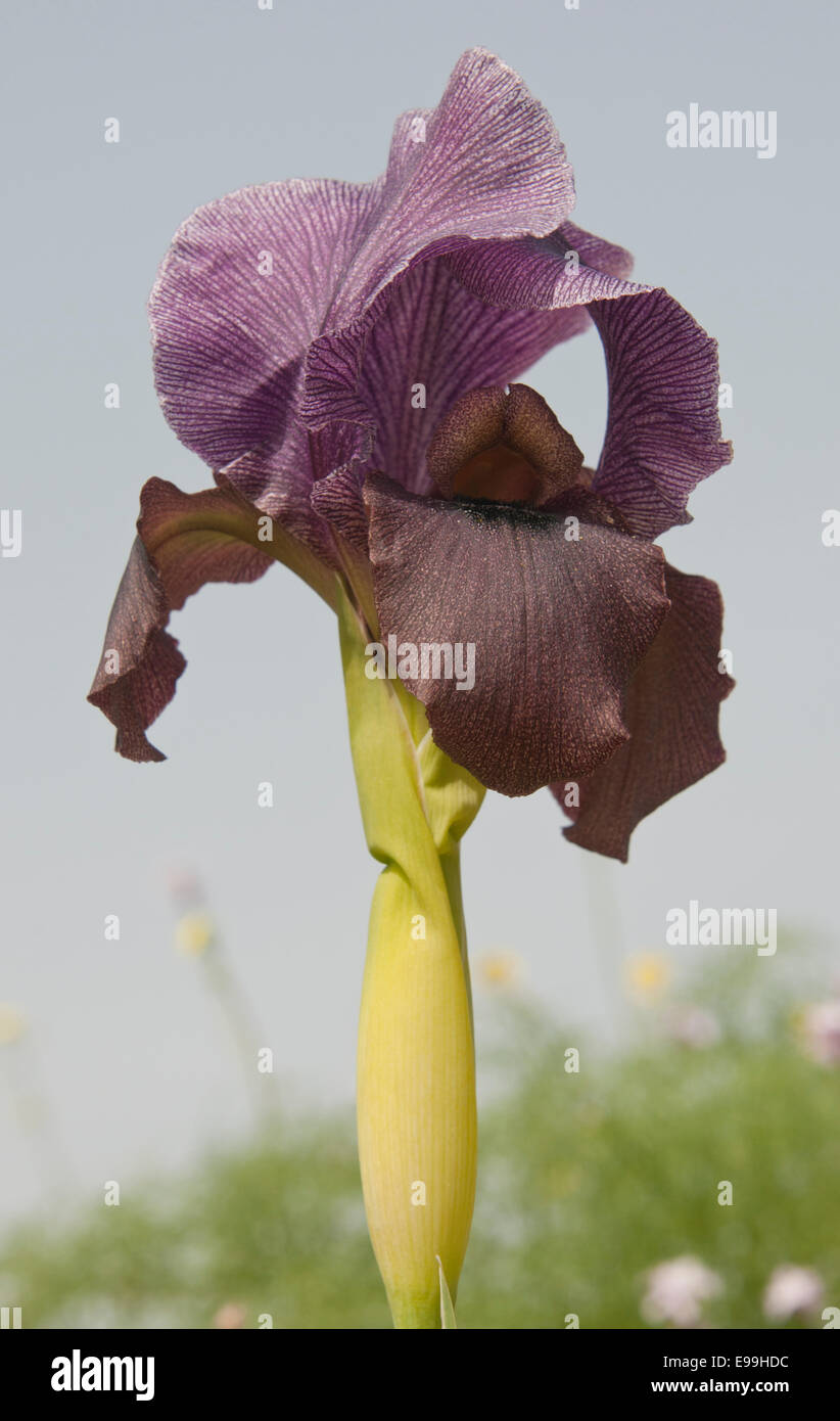 Jordanian royal hi-res stock photography and images - Alamy