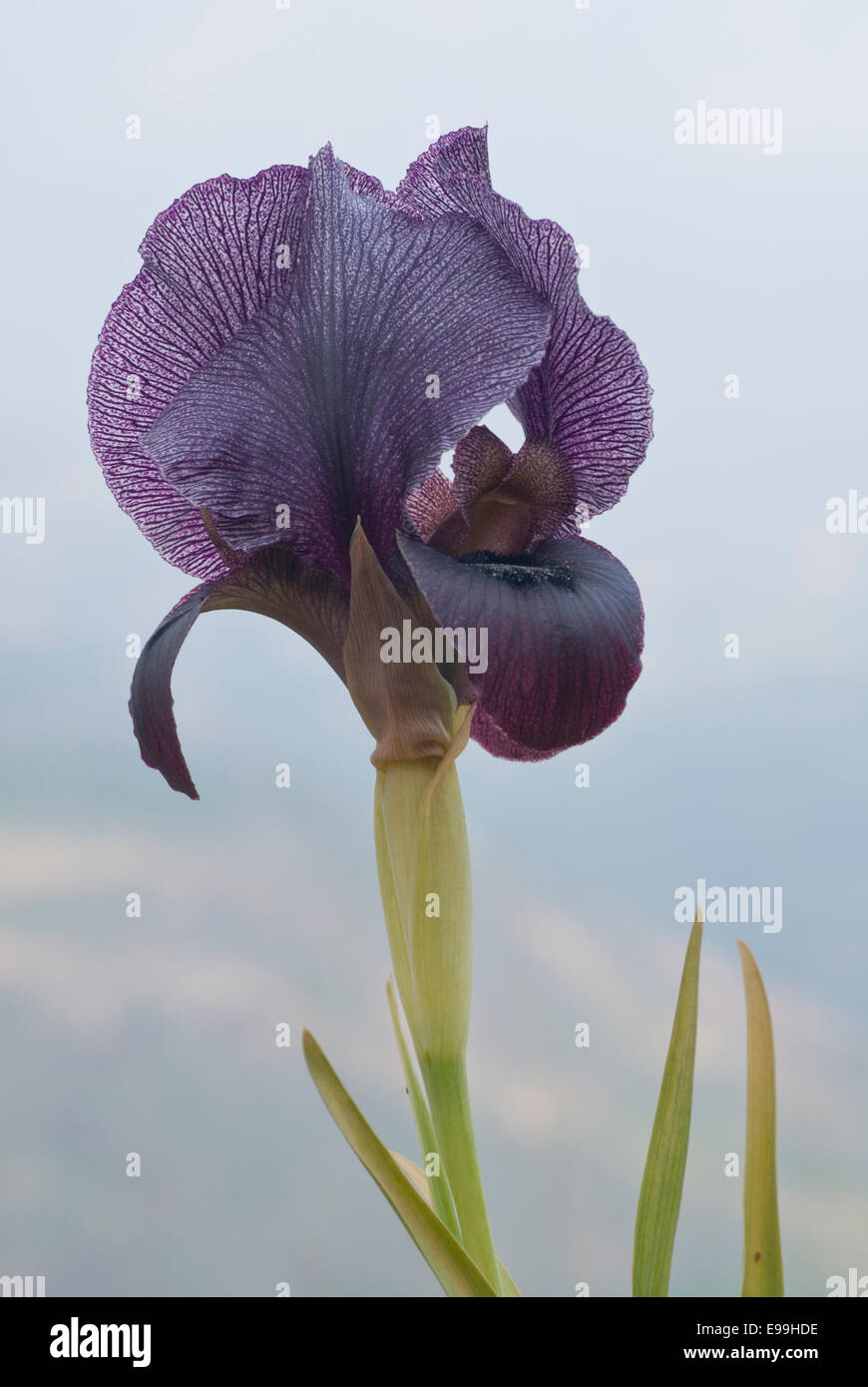 Black iris jordan hi-res stock photography and images - Alamy