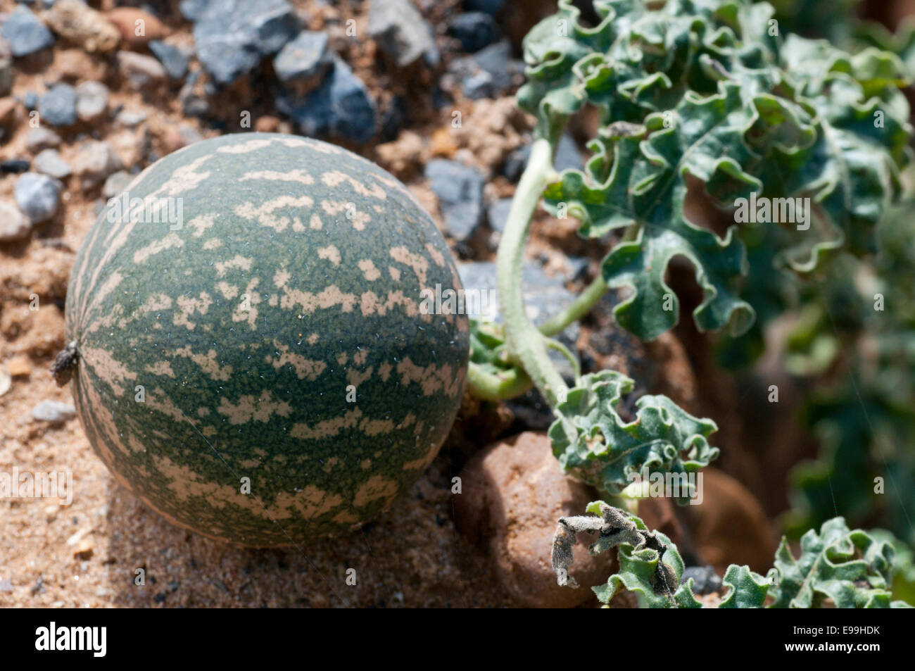 The fruit of a bitter apple or desert melon taken on near the coast in ...