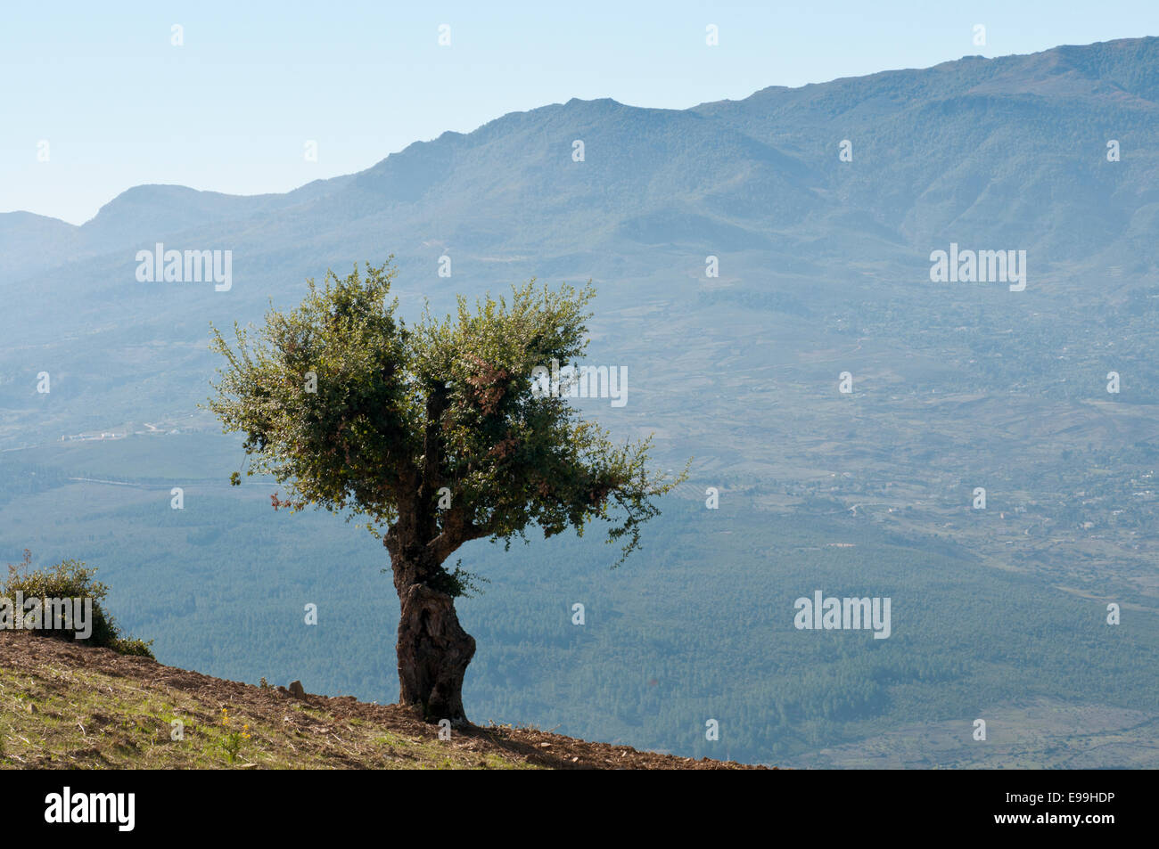 A single Olive tree against a mountain backdrop in northern Morocco ...