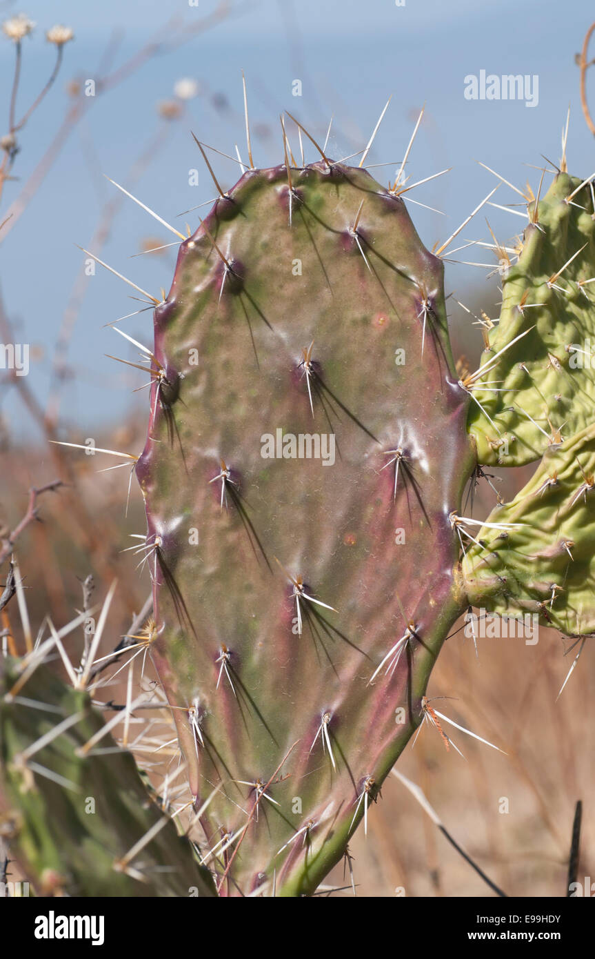 Prickly Pear leaf showing its long spines and some new growth on the ...