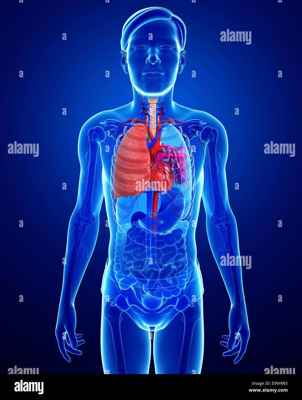 Illustration of male lungs anatomy Stock Photo - Alamy