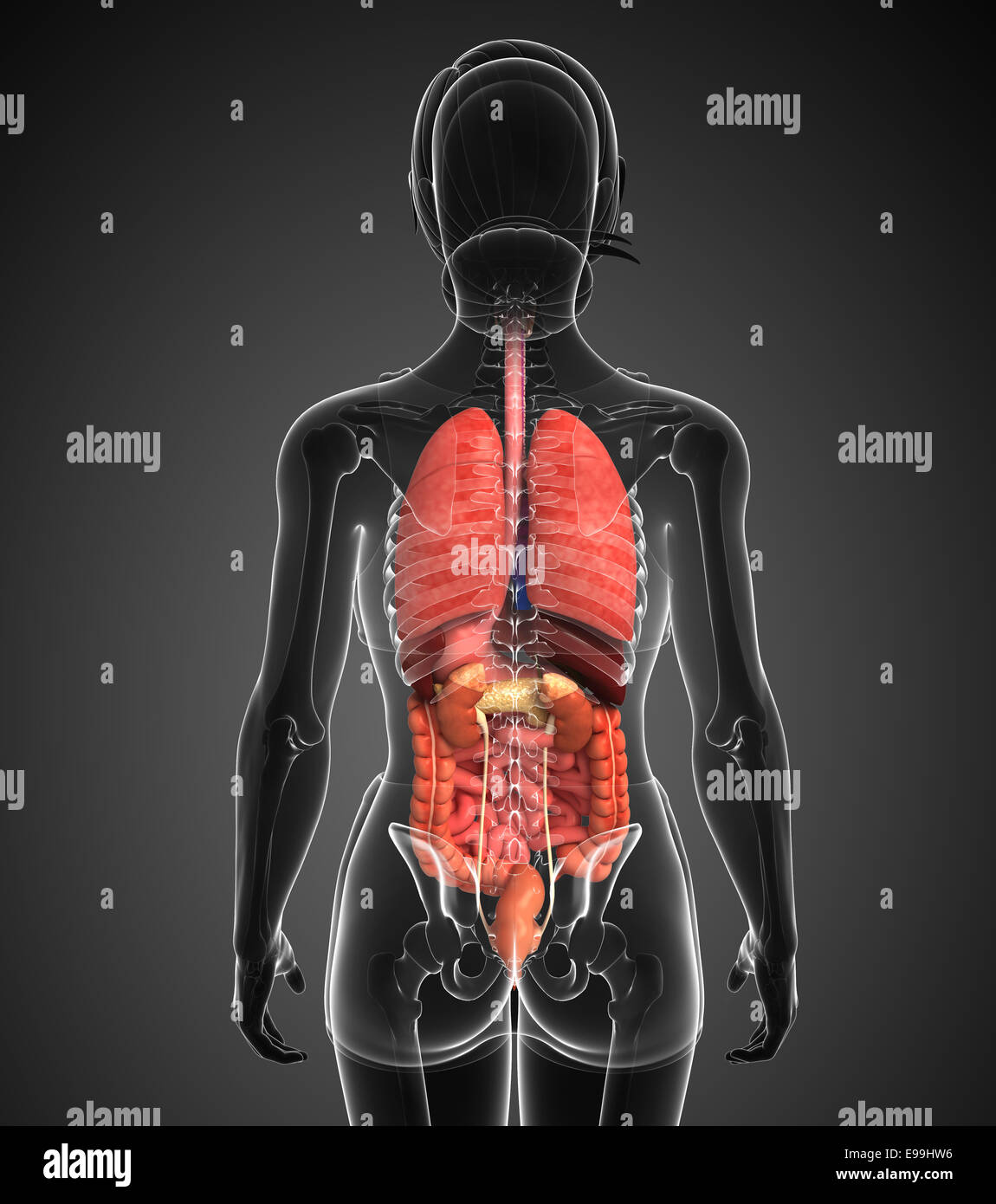 Illustration of female digestive system Stock Photo - Alamy