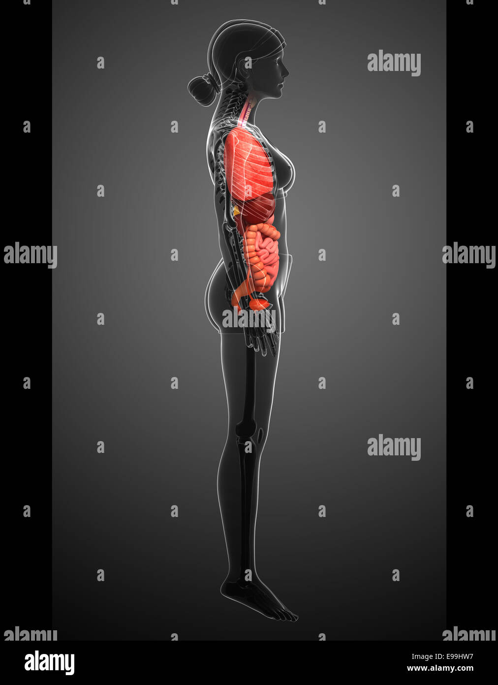 Illustration of female digestive system Stock Photo - Alamy