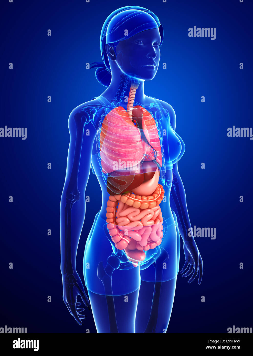 Illustration of female digestive system Stock Photo - Alamy