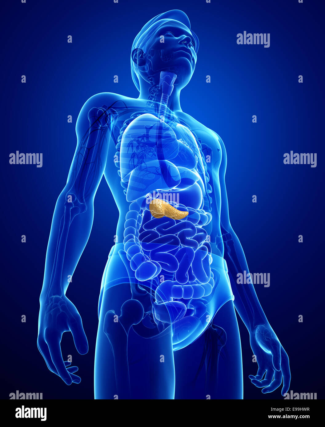 Illustration of male pancreas anatomy Stock Photo - Alamy