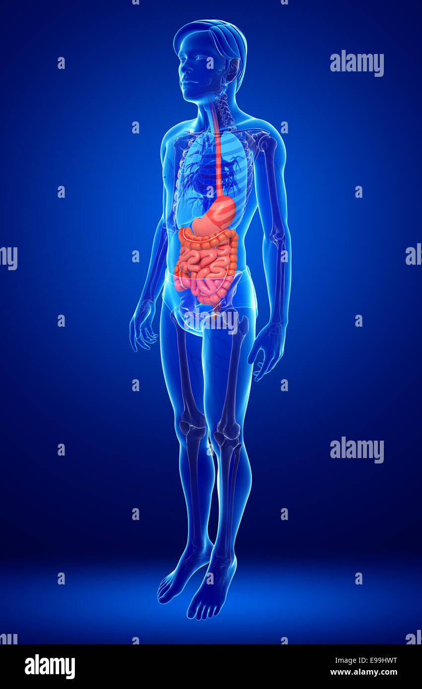 Illustration of male small intestine anatomy Stock Photo - Alamy