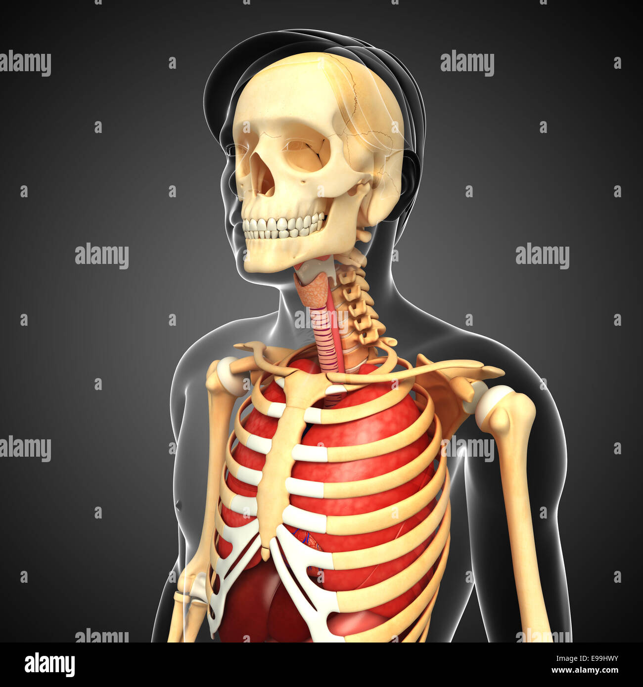 Healthy lungs artwork hi-res stock photography and images - Alamy