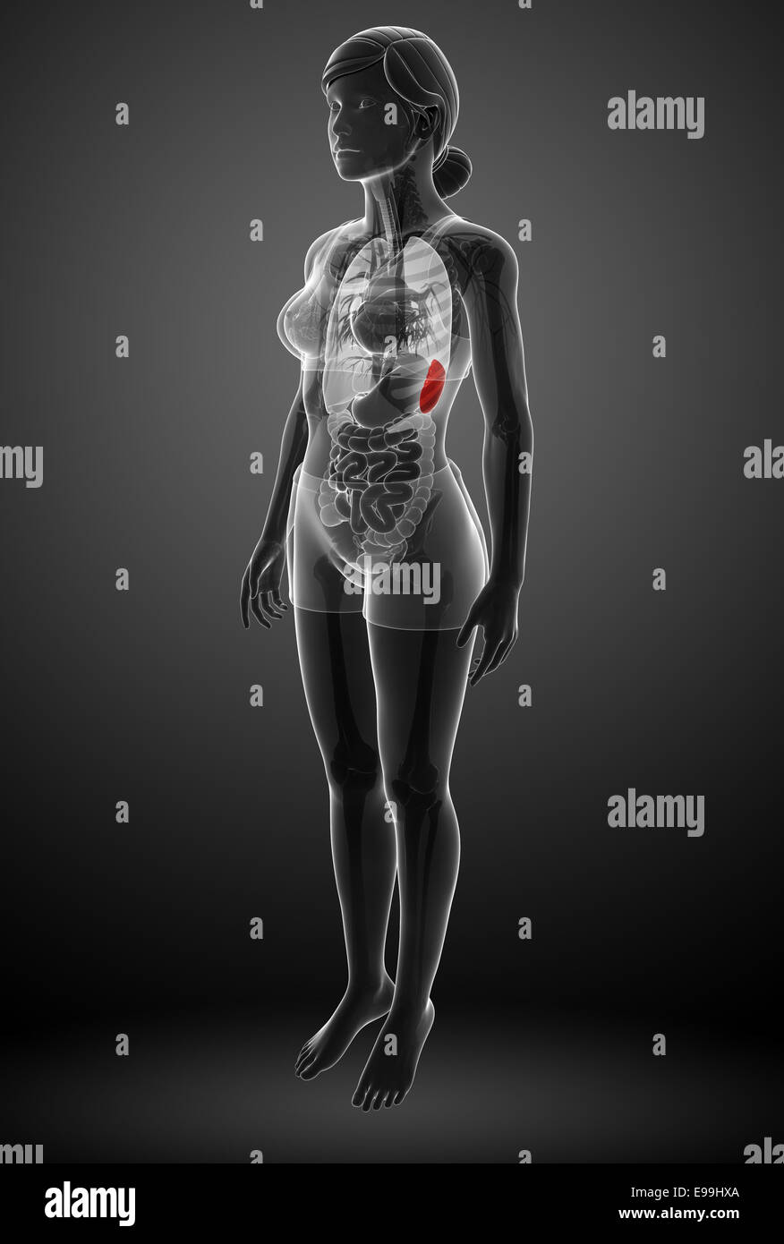 Illustration of Female spleen anatomy Stock Photo - Alamy