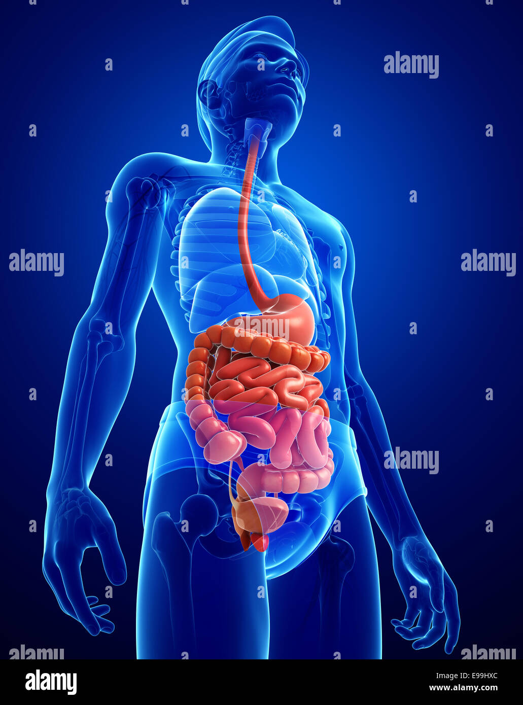 Illustration of male small intestine anatomy Stock Photo - Alamy