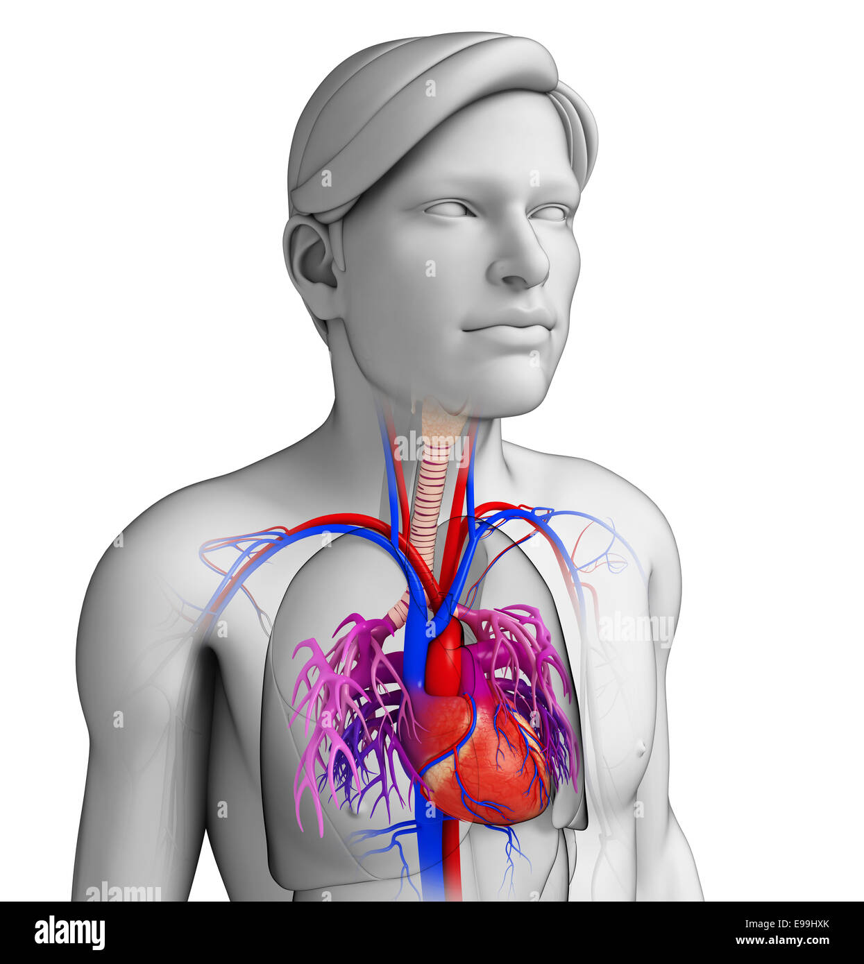 Illustration of Male heart anatomy Stock Photo - Alamy