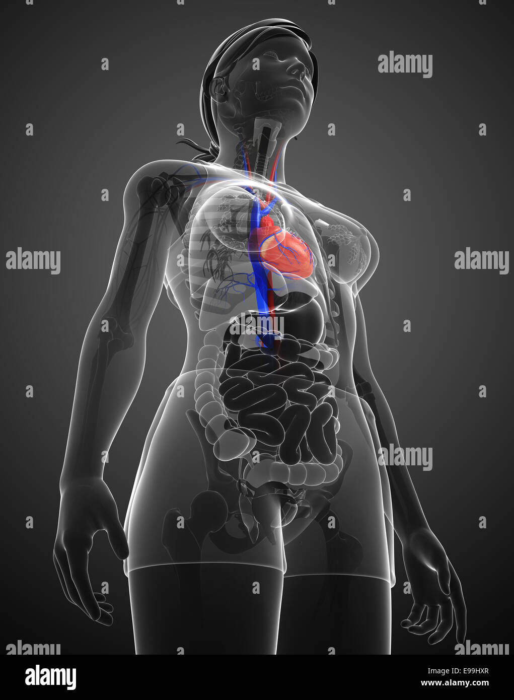 Illustration of Female heart anatomy Stock Photo - Alamy