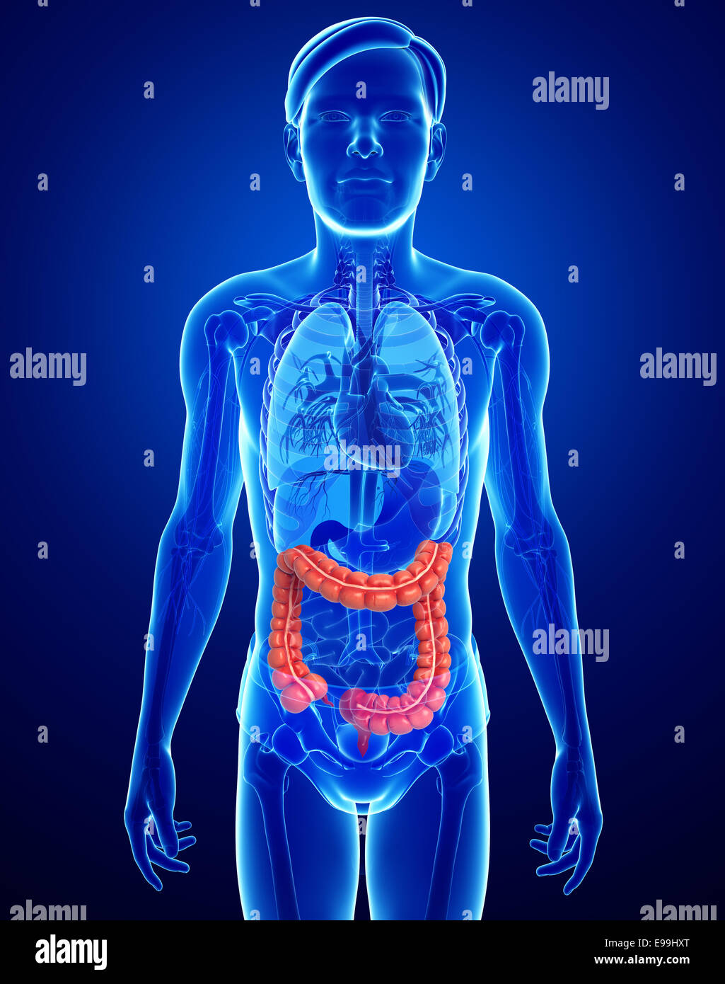 Illustration of Male large intestine anatomy Stock Photo - Alamy