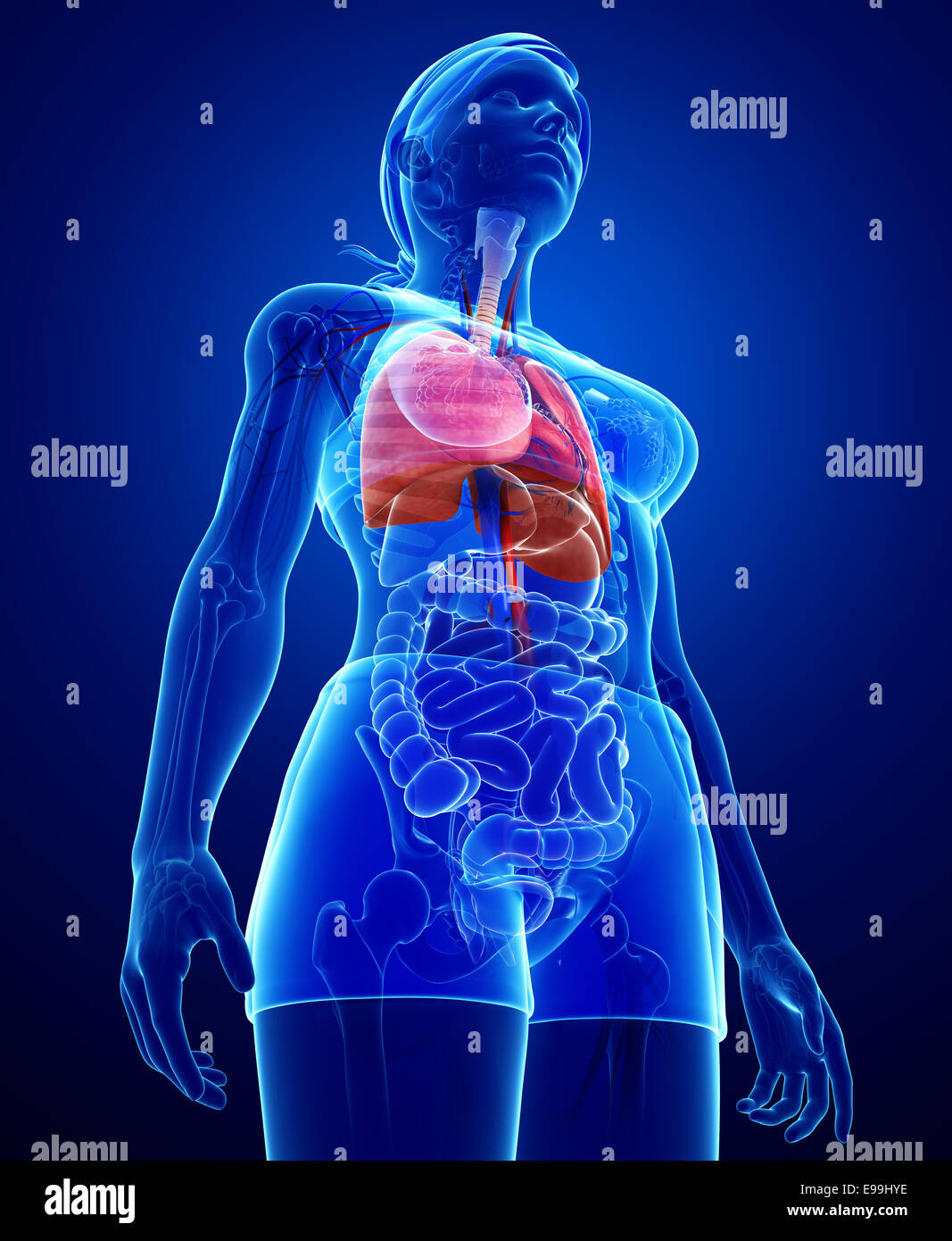 Female lungs and trachea hi-res stock photography and images - Alamy