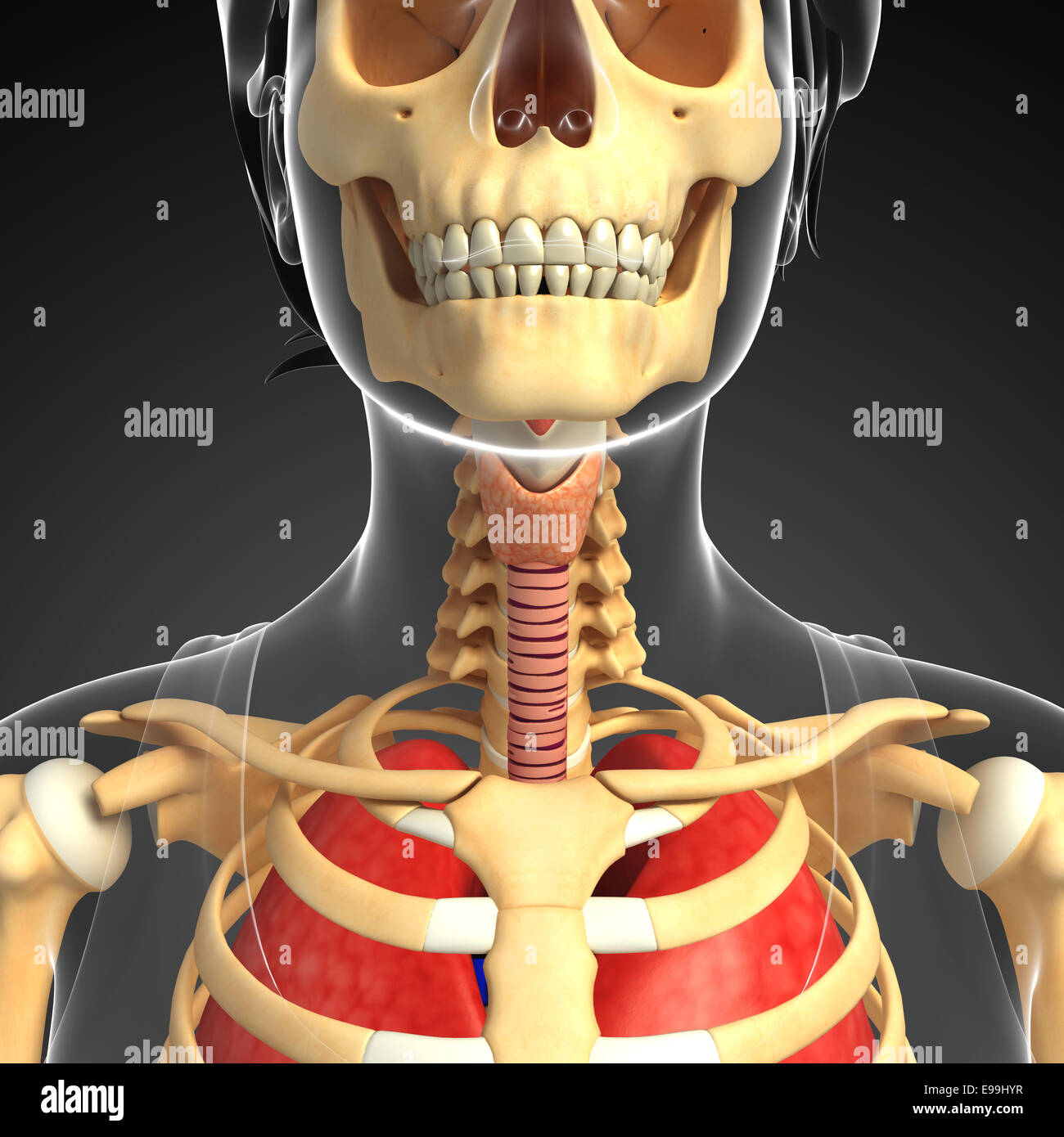Illustration of throat artwork Stock Photo - Alamy