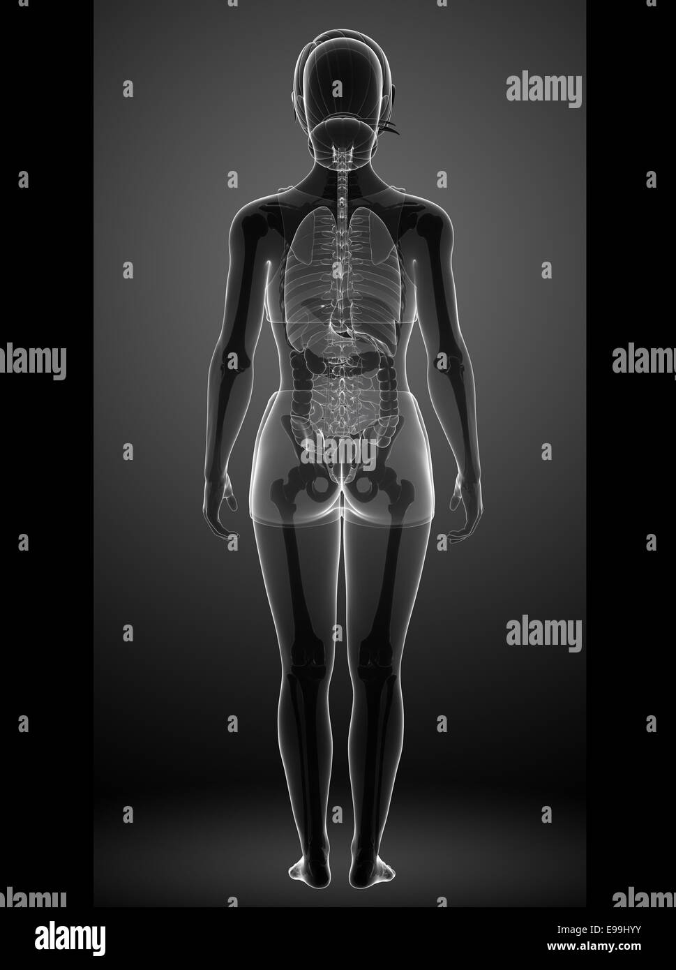 Illustration of female xray digestive system Stock Photo - Alamy