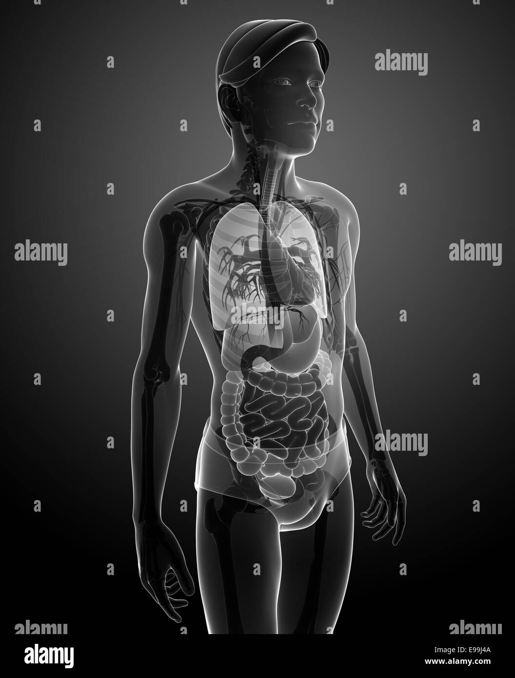 Illustration of x ray male digestive system artwork Stock Photo - Alamy