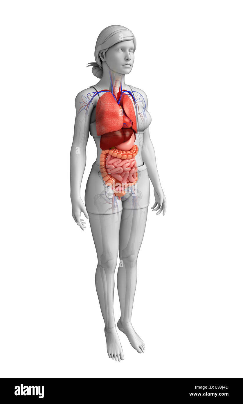 Illustration of female digestive system Stock Photo - Alamy