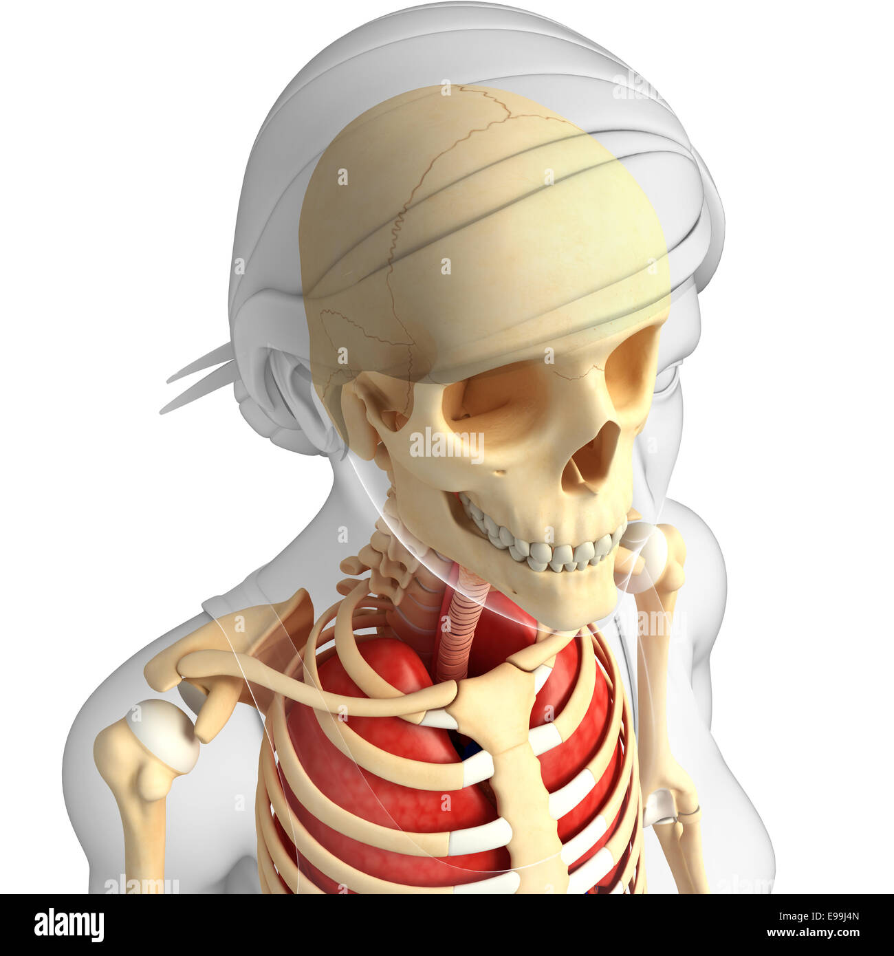 Illustration of human head anatomy Stock Photo - Alamy