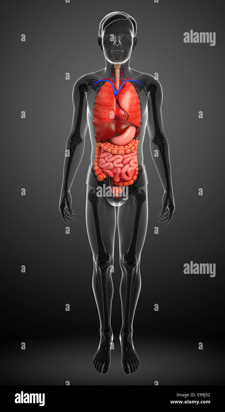 Illustration of male digestive system artwork Stock Photo - Alamy