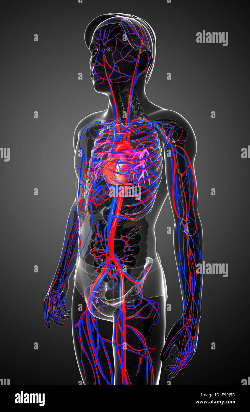 Illustration of Male circulatory system Stock Photo - Alamy