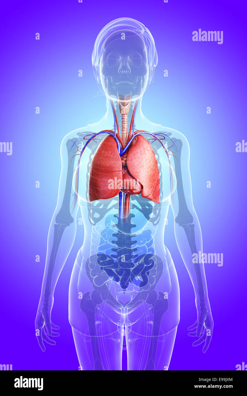 Lungs human anatomy gastrointestinal Cut Out Stock Images & Pictures ...