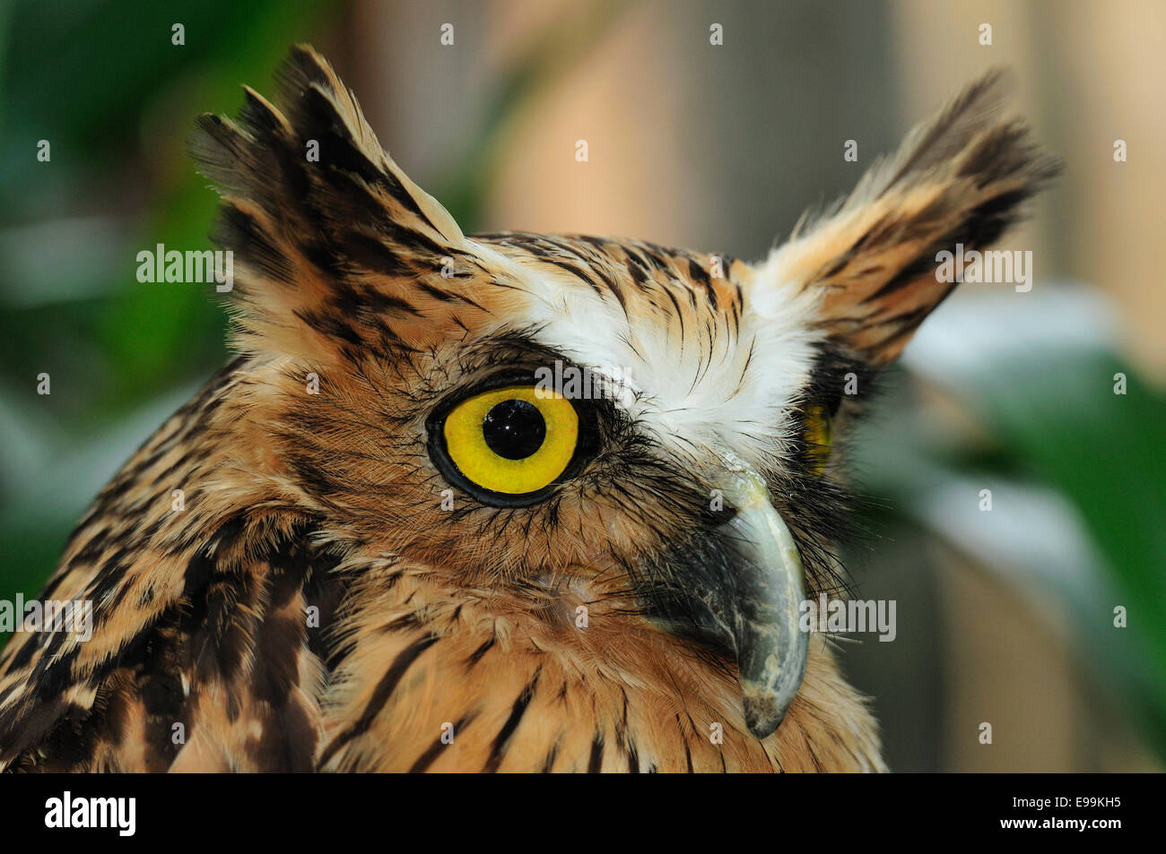 Buffy Fish-owl (Ketupa ketupu), Strigidae, Asia Stock Photo - Alamy