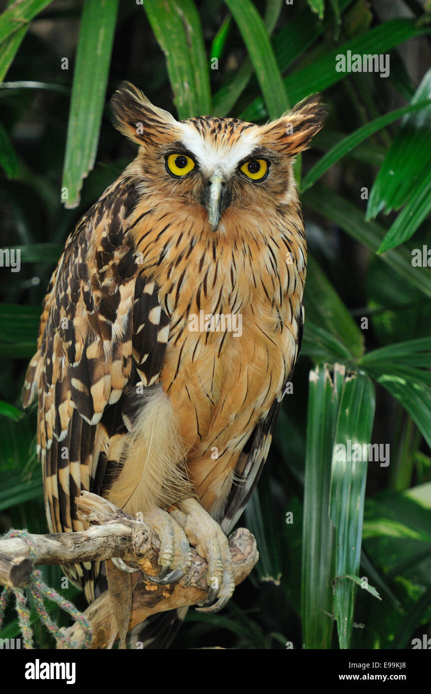 Buffy Fish-owl (Ketupa ketupu), Strigidae, Asia Stock Photo - Alamy