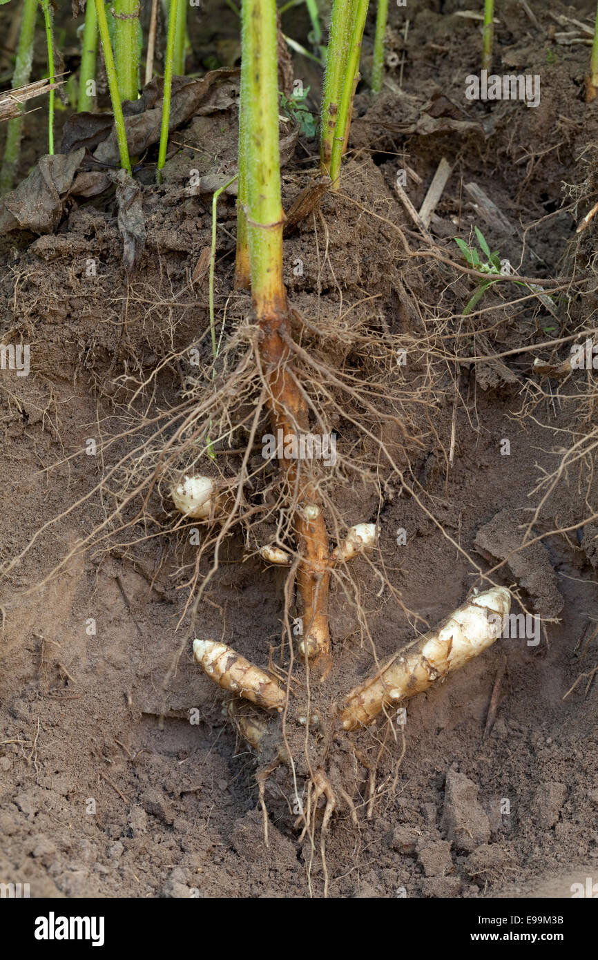 species edible tuber(Helianthus tuberosus) in soil Stock Photo - Alamy
