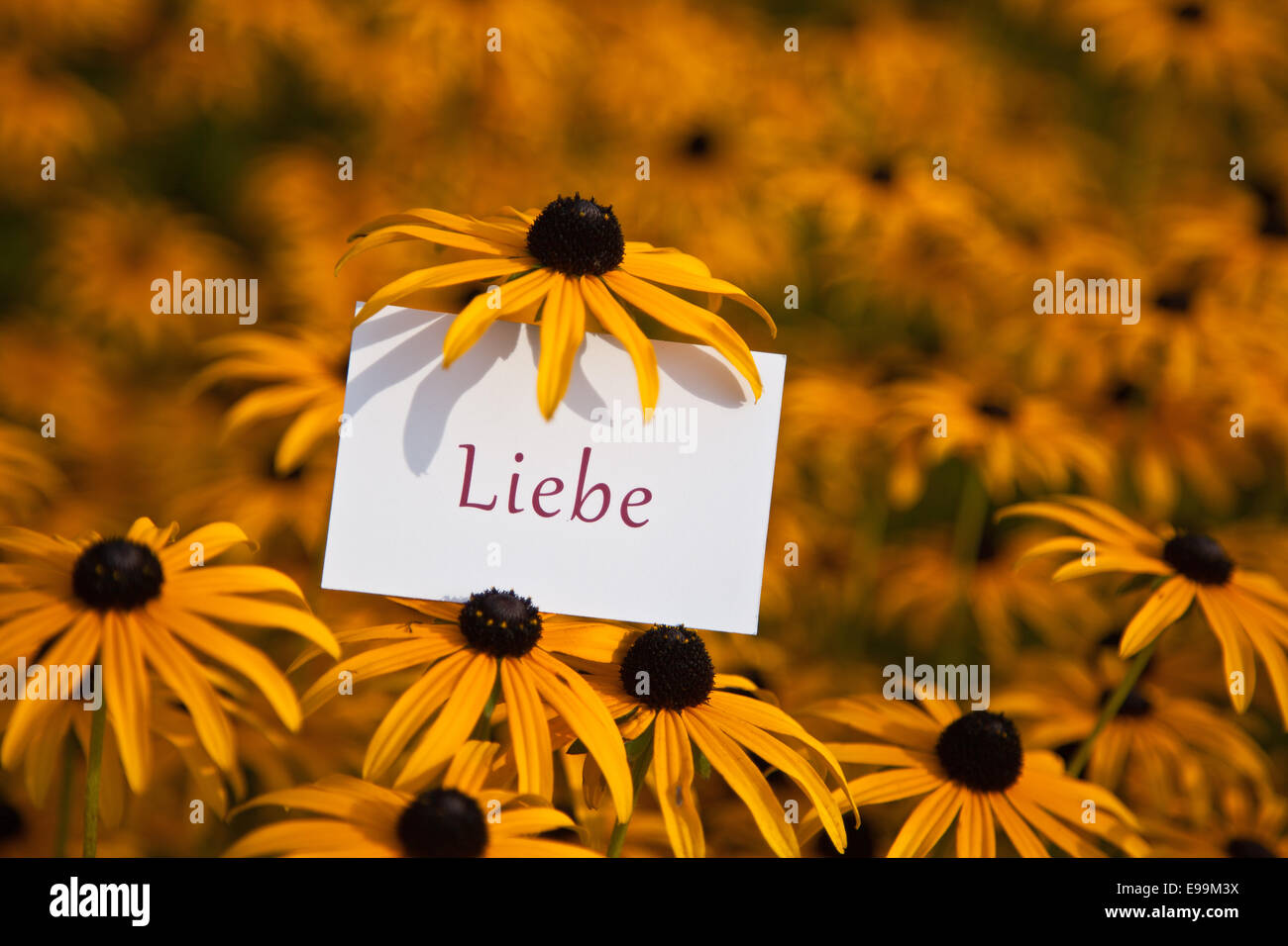 The word Liebe on paper in nature Stock Photo - Alamy