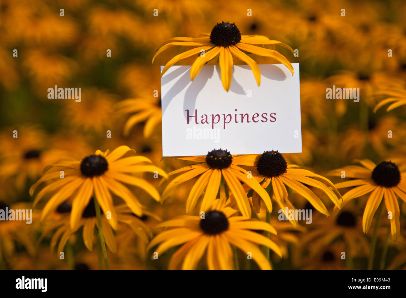 The word Happiness on paper in nature Stock Photo - Alamy