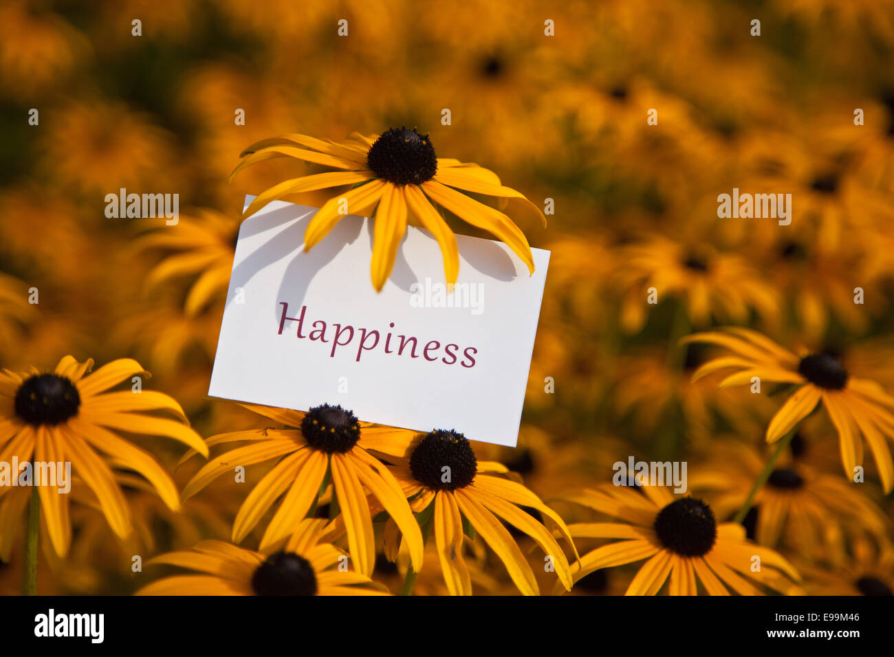 The word Happiness on paper in nature Stock Photo - Alamy