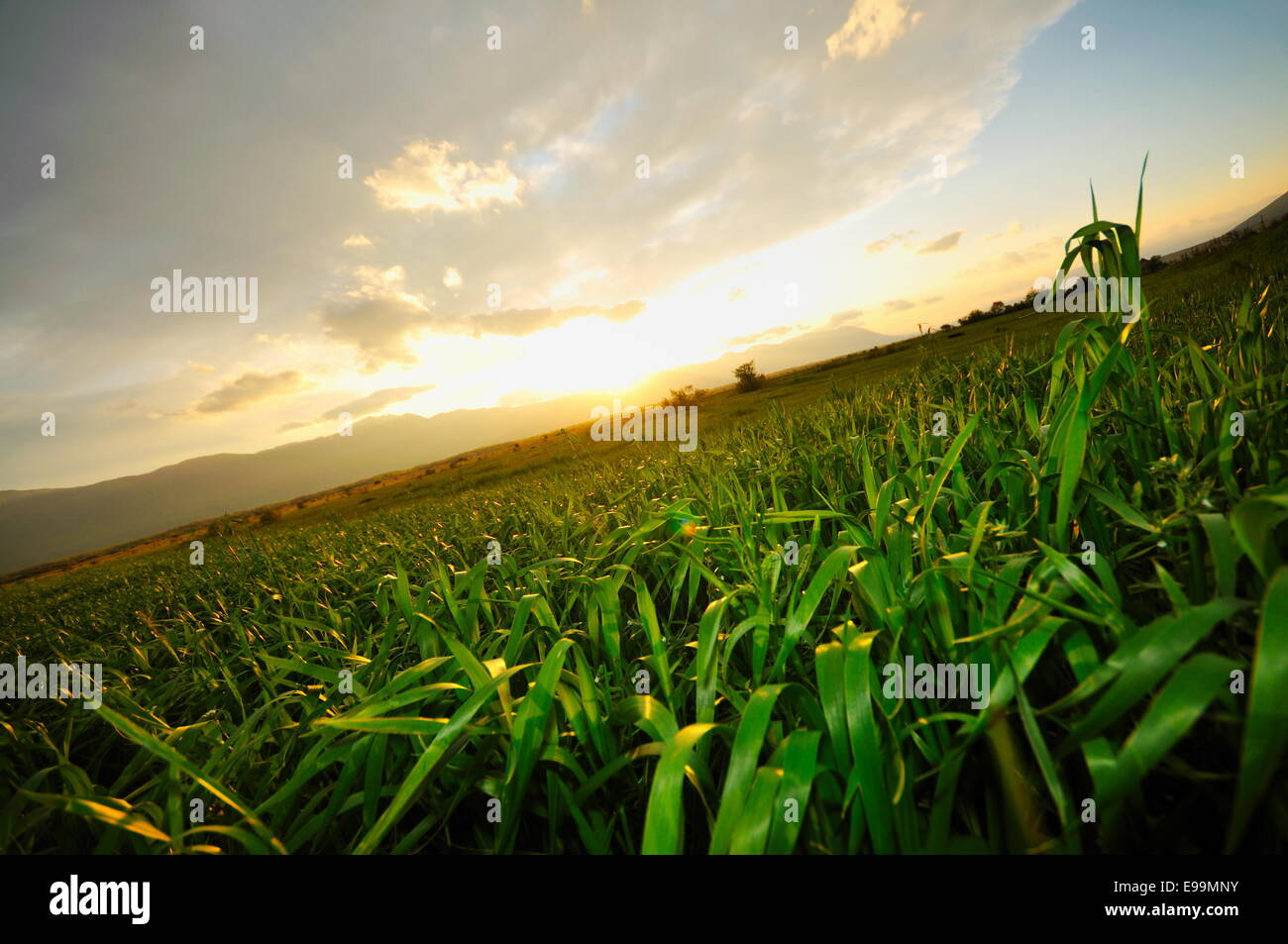 beautiful sunset in nature Stock Photo - Alamy