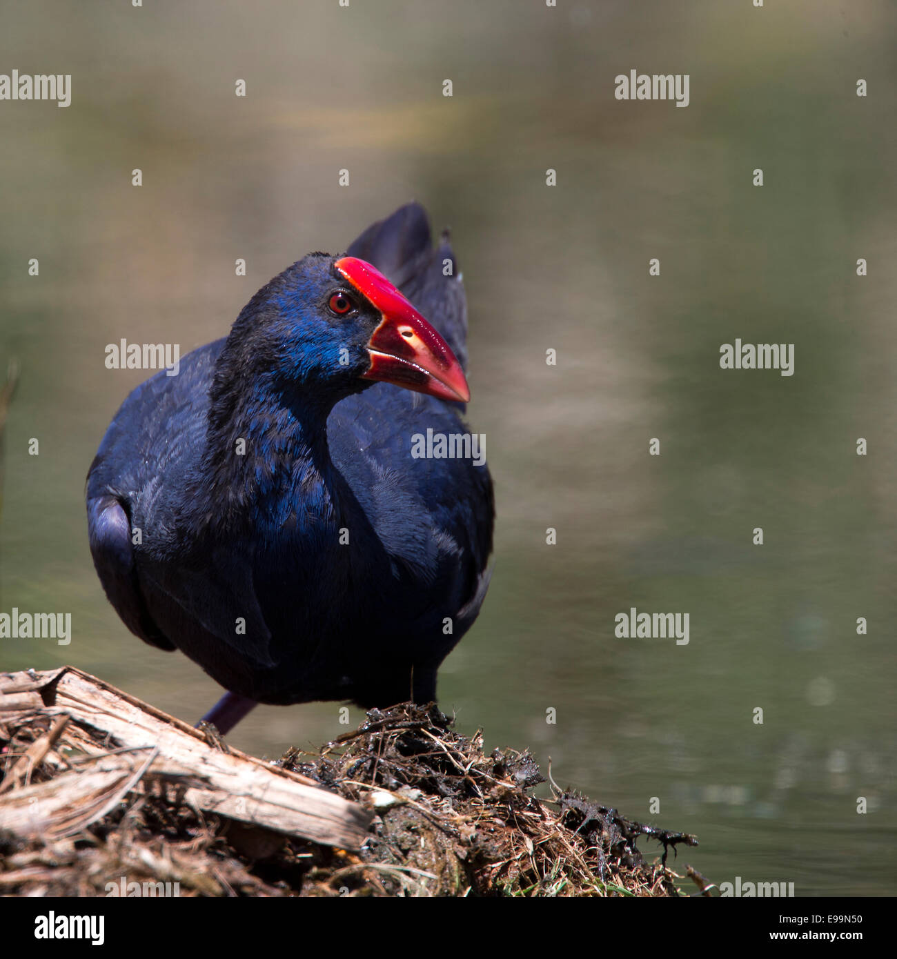 Swamp hen hi-res stock photography and images - Alamy