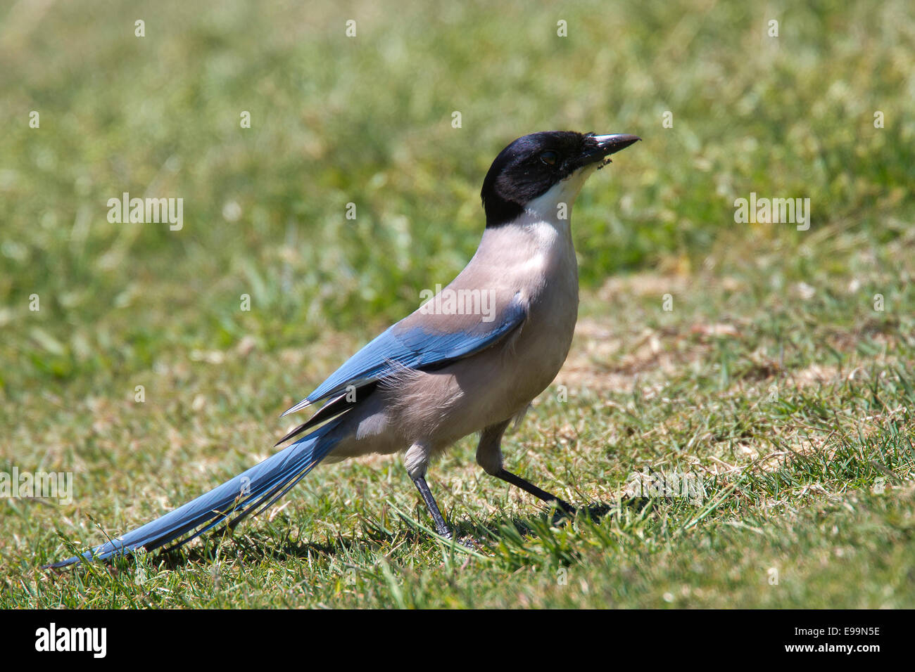 Azure-winged Magpie, Ria Formosa Nature Park, Algarve, Portugal Stock ...