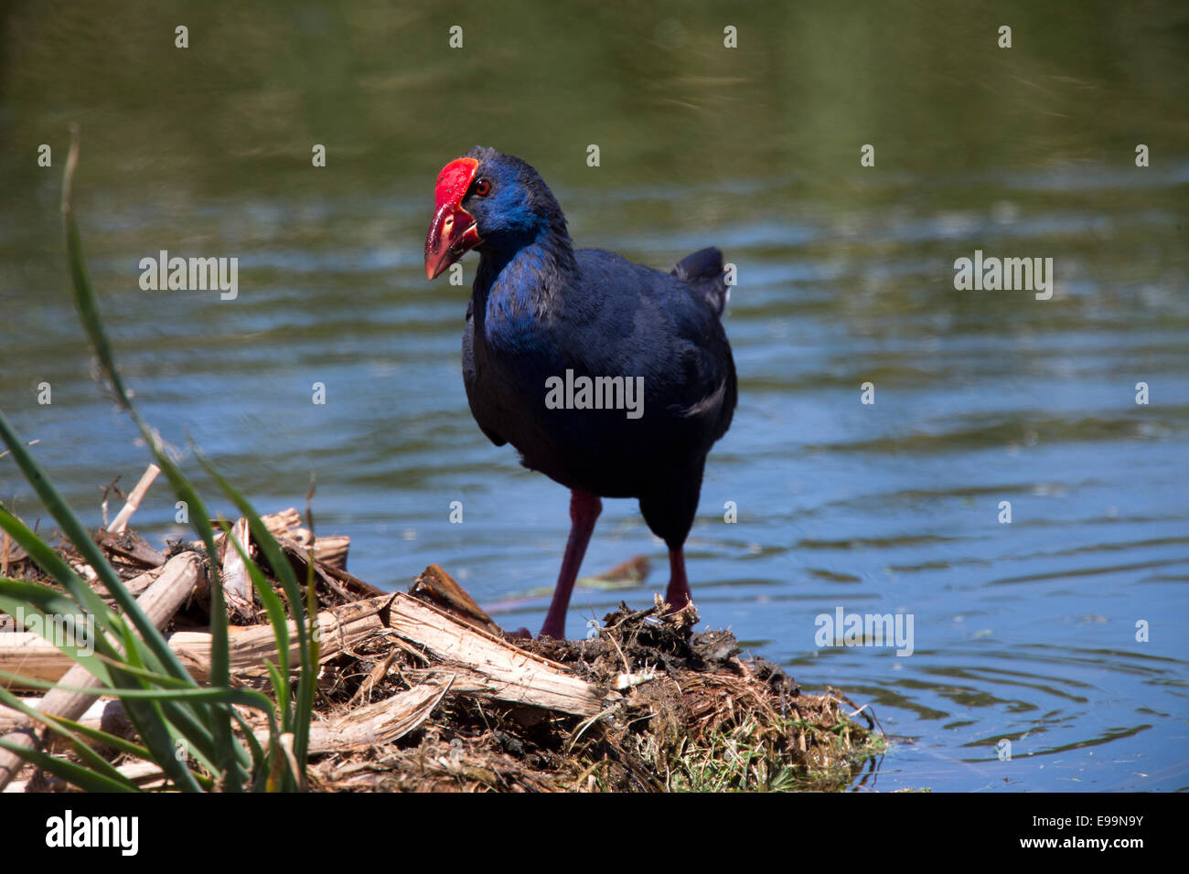 Swamp hen hi-res stock photography and images - Alamy