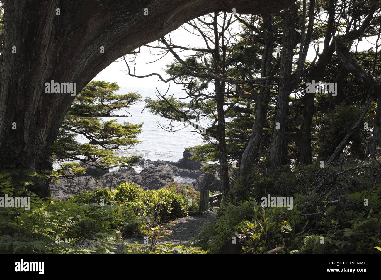 Wild Pacific Trail, Vancouver Island Stock Photo - Alamy