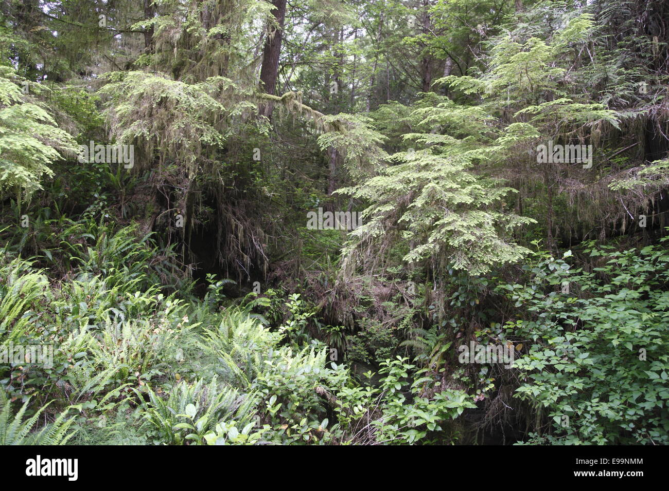 Coastal rainforest hi-res stock photography and images - Alamy