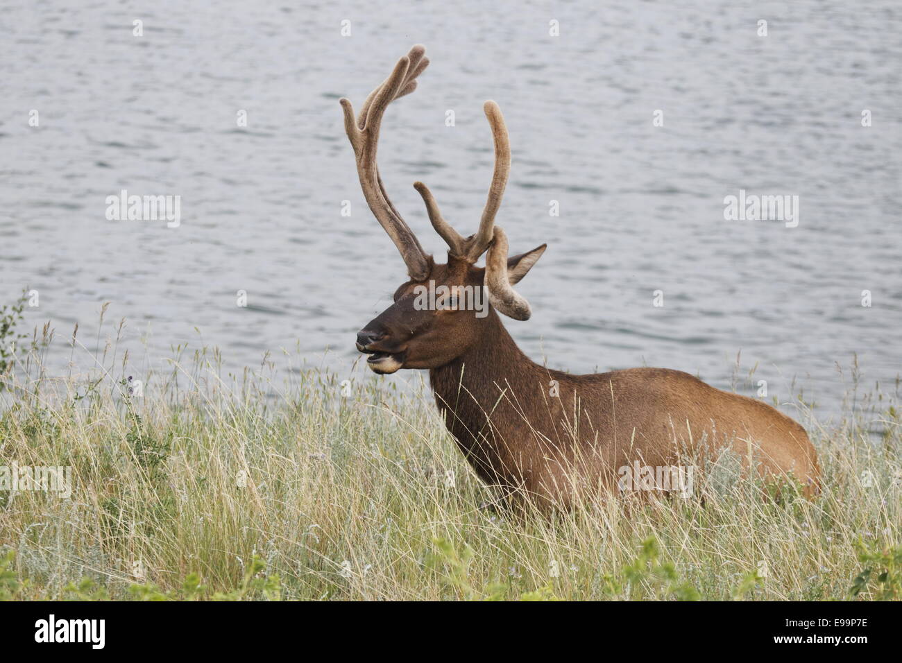Deformed Antlers High Resolution Stock Photography and Images - Alamy