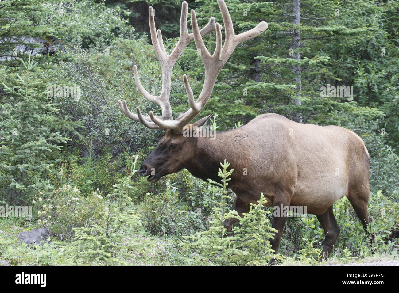 Elk in bush hi-res stock photography and images - Alamy