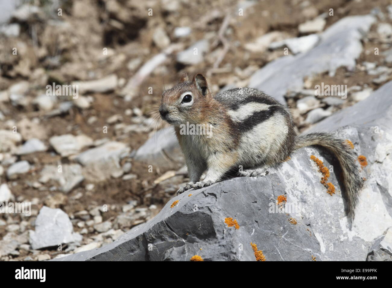 Canadian ground squirrel hi-res stock photography and images - Alamy