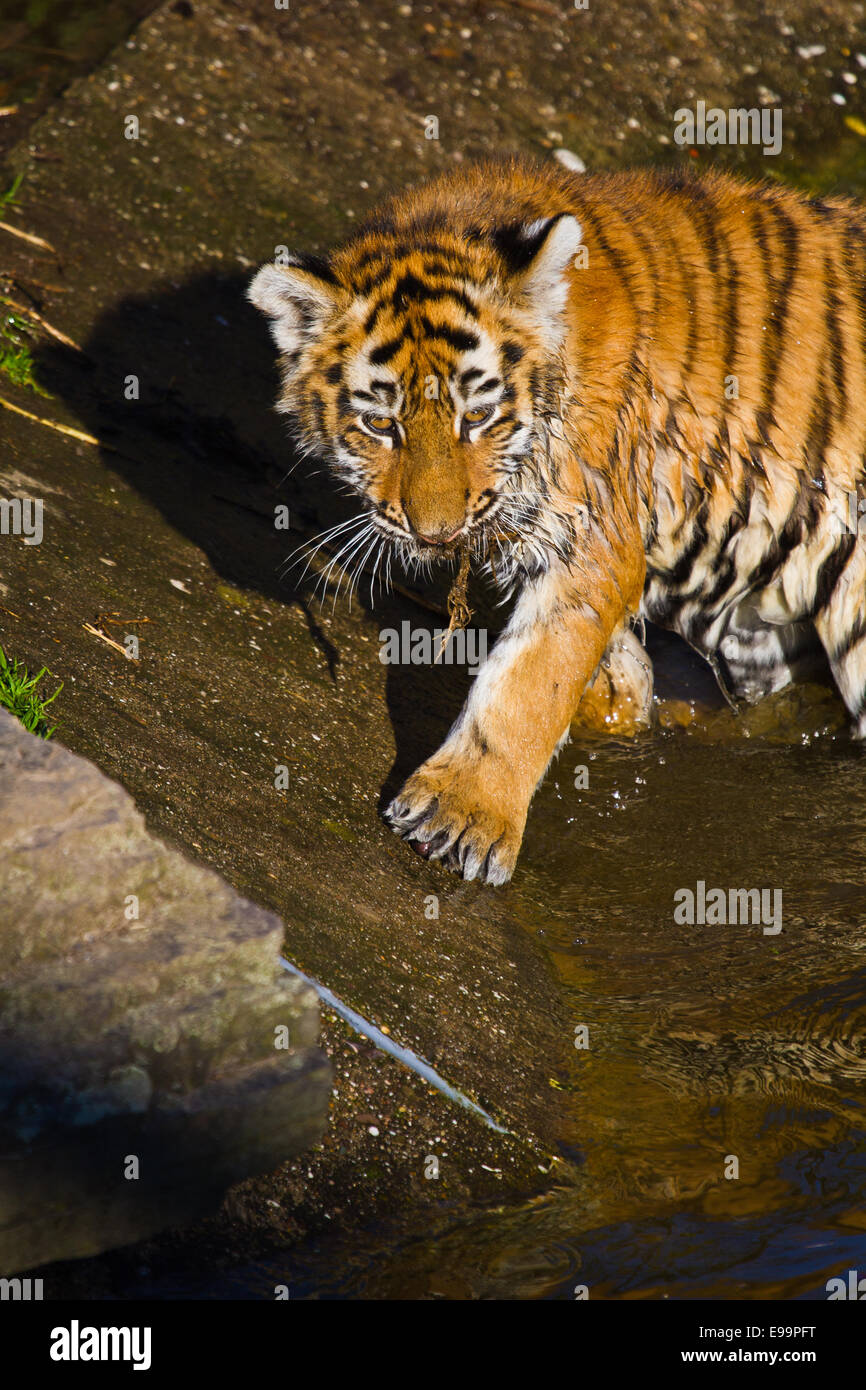 Siberian tiger (Panthera tigris altaica Stock Photo - Alamy