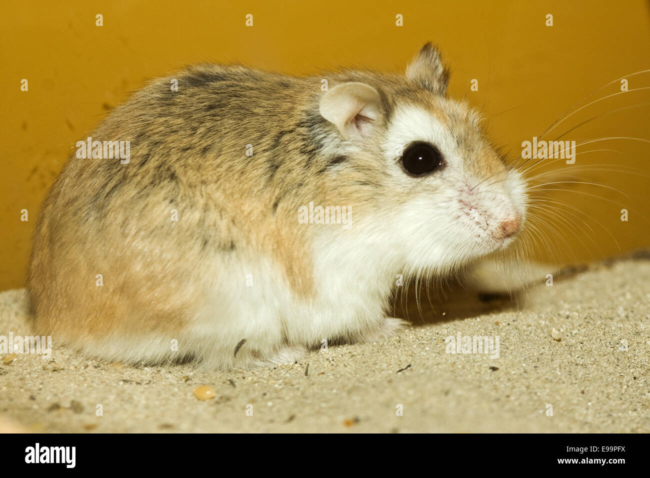 Hamster ears hi-res stock photography and images - Alamy