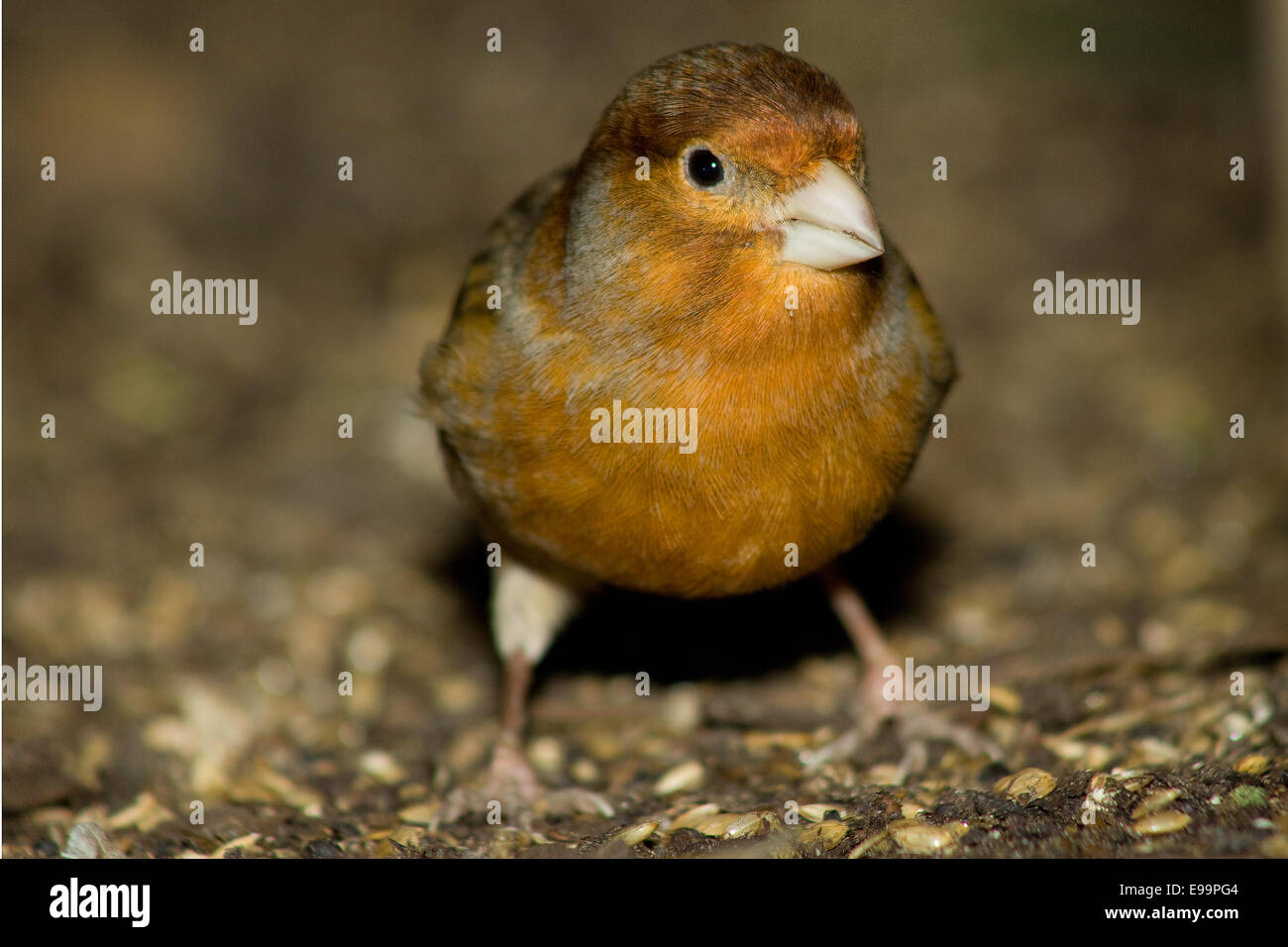 Frontal legs hi-res stock photography and images - Alamy
