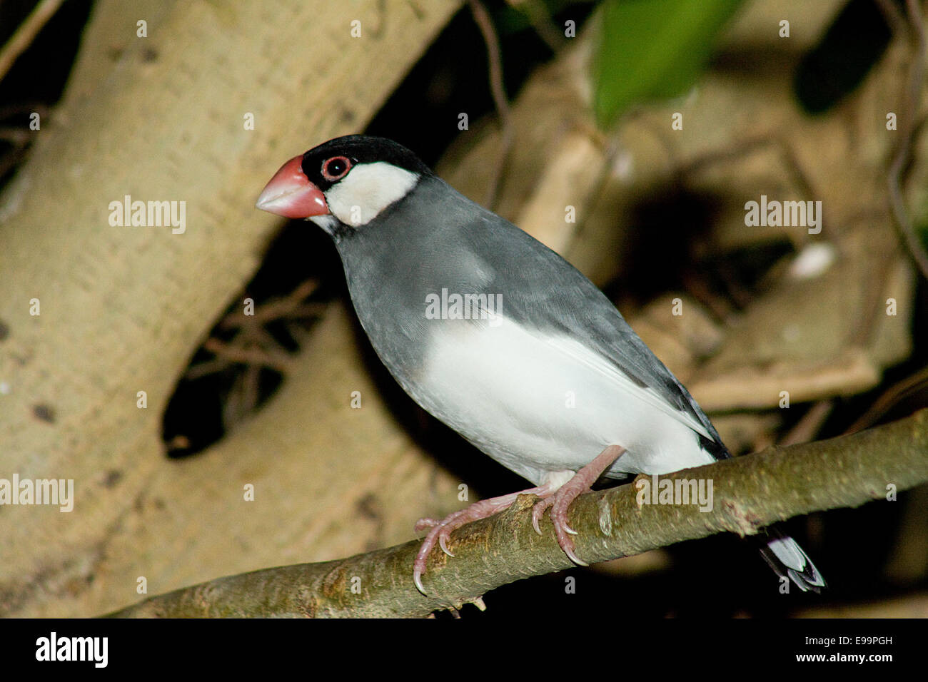 Rice finches hi-res stock photography and images - Alamy