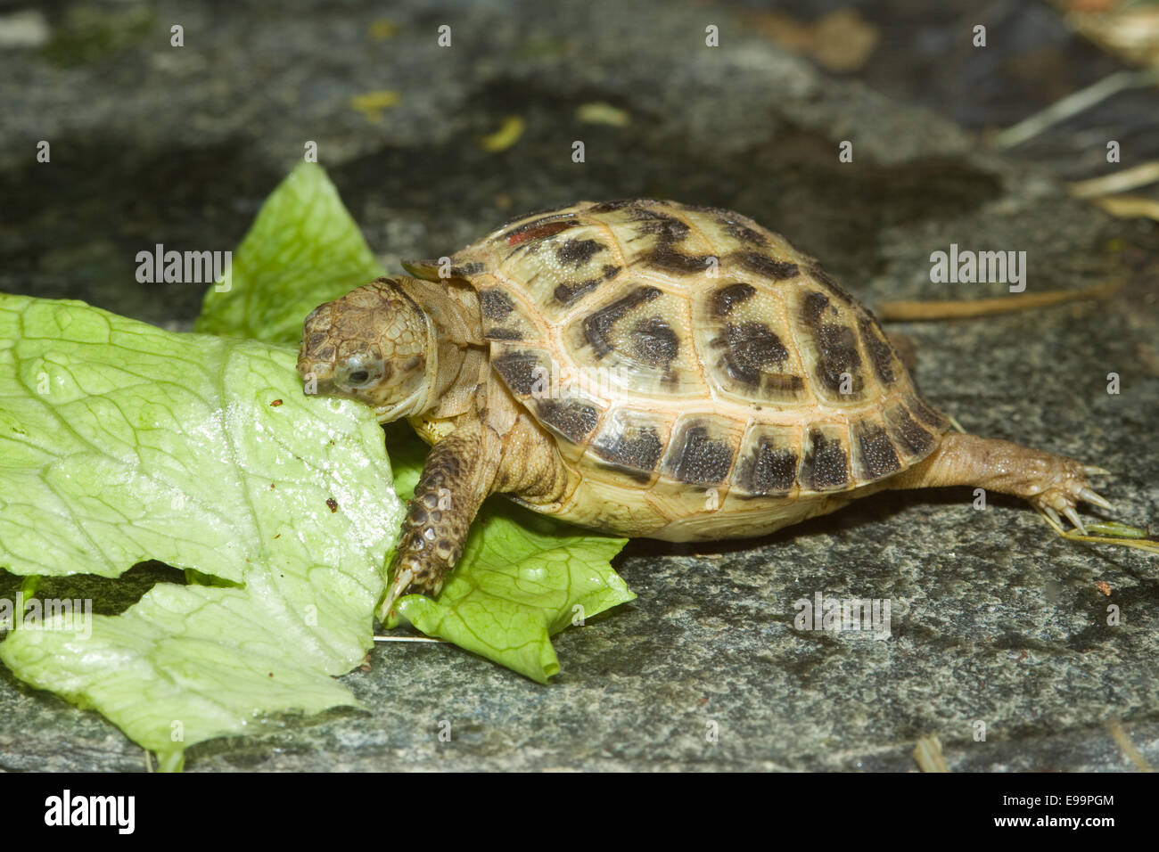 Little turtles hi-res stock photography and images - Alamy