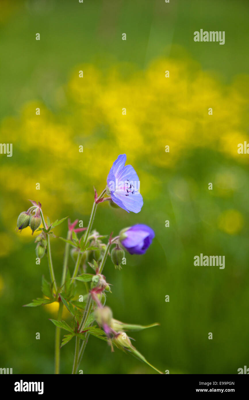 Wild geranium (Geranium pratense Stock Photo - Alamy